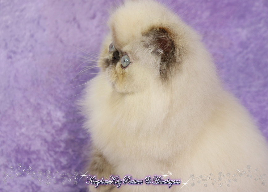 23-Gigi Torti Point Himalayan