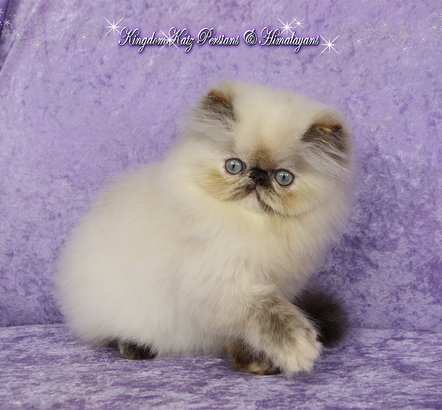23-Gigi Torti Point Himalayan