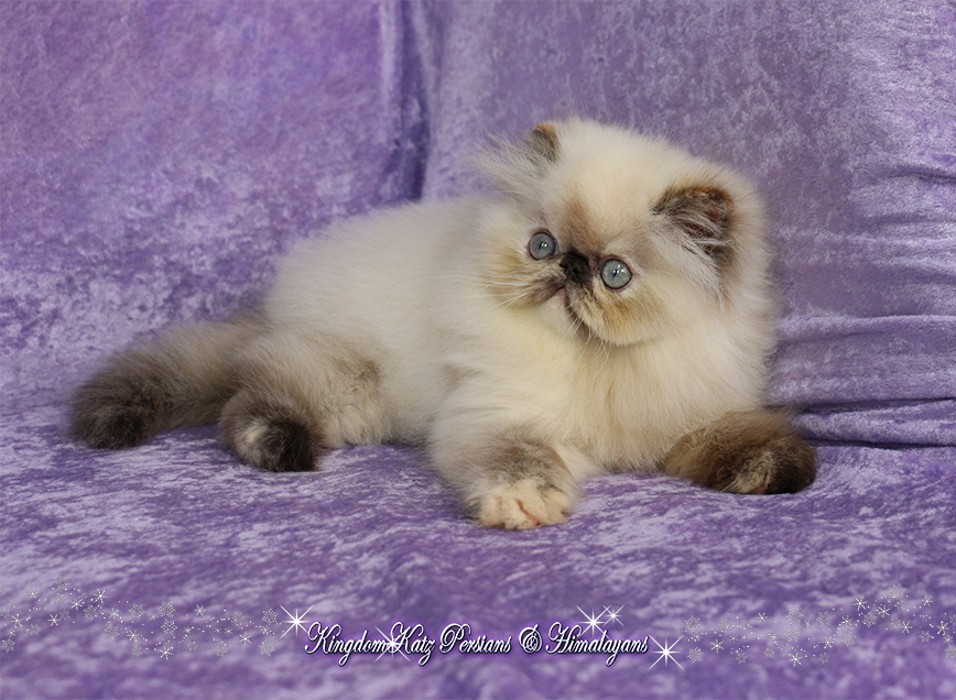 23-Gigi Torti Point Himalayan