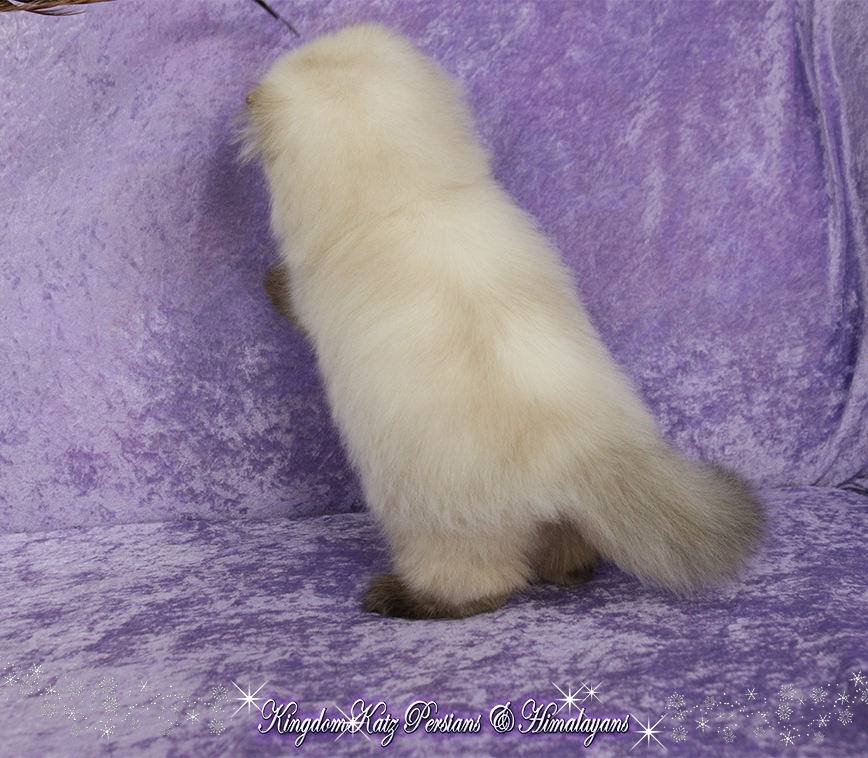 23-Gigi Torti Point Himalayan
