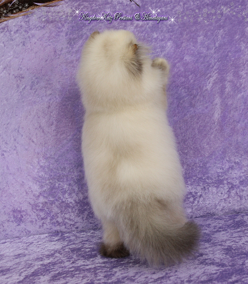 23-Gigi Torti Point Himalayan