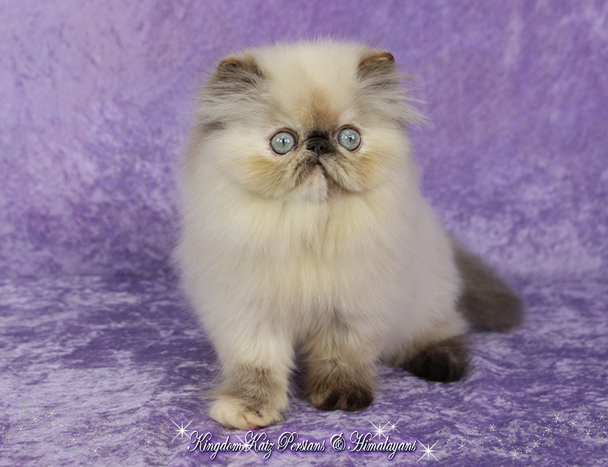 23-Gigi Torti Point Himalayan