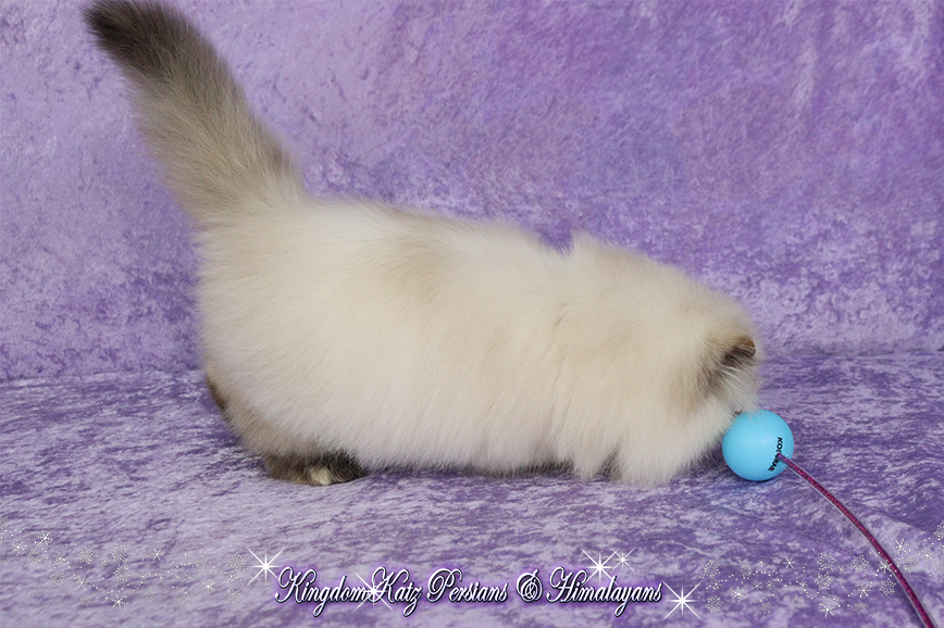 23-Gigi Torti Point Himalayan