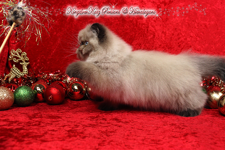 23-Ilona She Loves Me